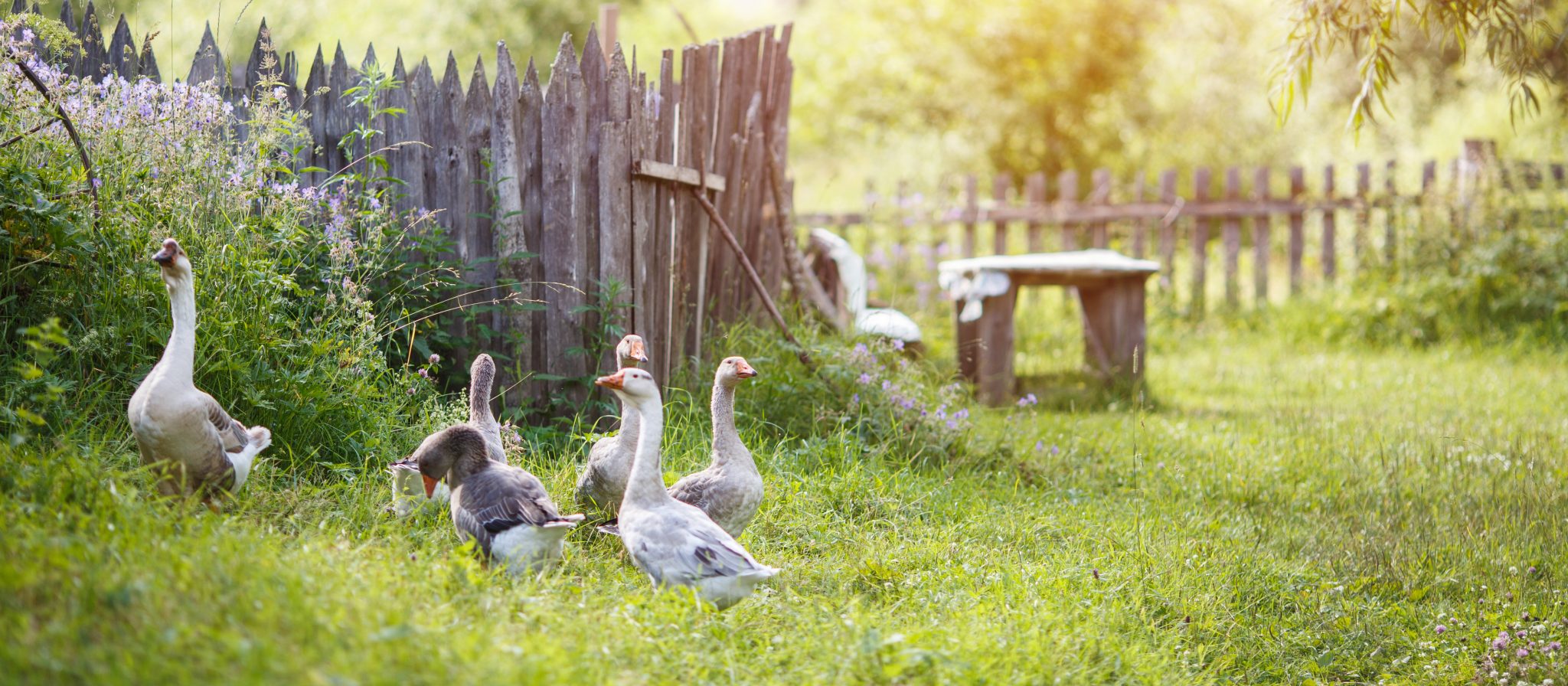 Raising Geese for Meat: A Home-Grown Holiday Goose - Backyard Poultry